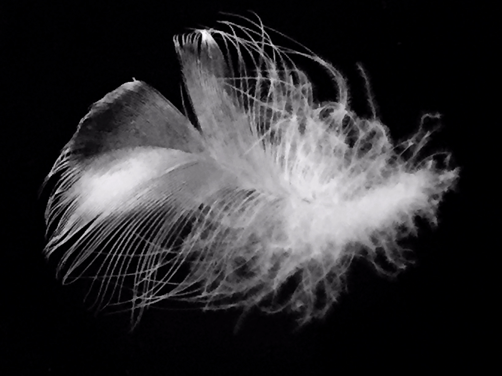 THE CHAPEL PROJECT – Birdsong. Music. Projection. Storytelling. Creativity.